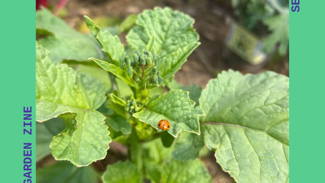 Garden Zine Created by Interns from Asian American Studies | Asian ...